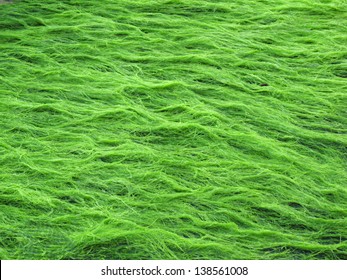 7,836 Gross Texture Images, Stock Photos & Vectors | Shutterstock
