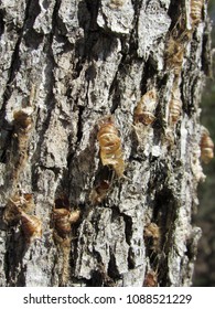 Many Empty Old Bug Shells Casings Stock Photo 1088521229 | Shutterstock