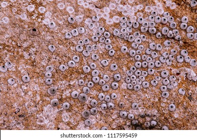 373 Barnacle Fossils Images, Stock Photos & Vectors | Shutterstock