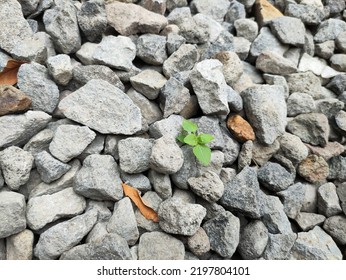 Many Small Stone Simple Background Stock Photo 2197804101 | Shutterstock