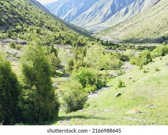 Many Types Trees Forest Gilgit Baltistan Stock Photo 2166988645 ...