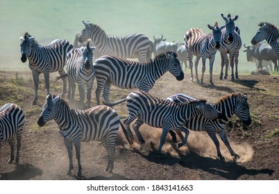 Aggressive Female Zebra Kicking Other Zebra Stock Photo 1765930433 ...