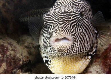 Map puffer fish : 139 images, photos et images vectorielles de stock ...