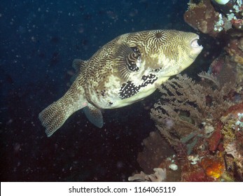 Map Puffer Arothron Mappa Stock Photo 1164065119 | Shutterstock