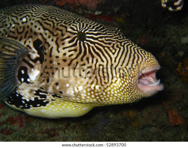 Map Puffer Arothron Mappa Stock Photo 52893700 | Shutterstock