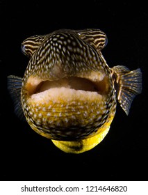 Map Puffer Fish Stock Photo 1214646820 | Shutterstock