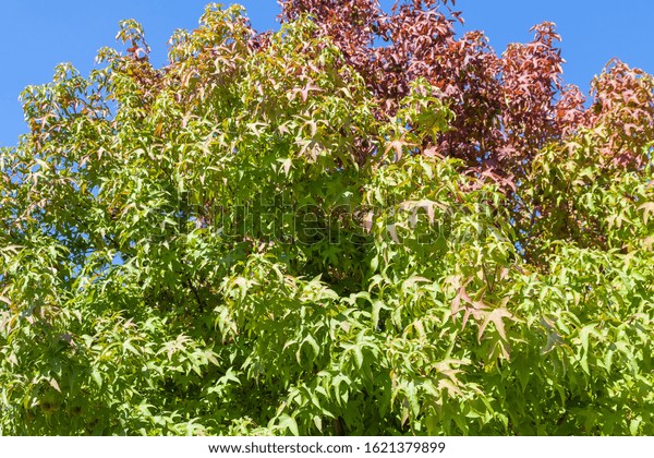 Maple Leaf Clear Blue Sky Background Stock Photo 1621379899 | Shutterstock