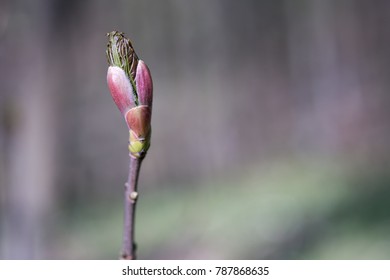 9,203 Maple tree buds Images, Stock Photos & Vectors | Shutterstock