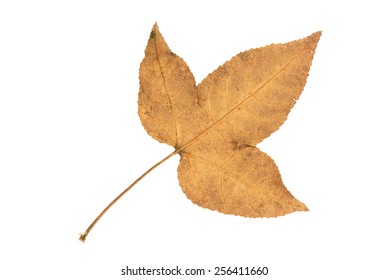 Maple Leaf Dry Isolated Path Stock Photo 256284883 | Shutterstock