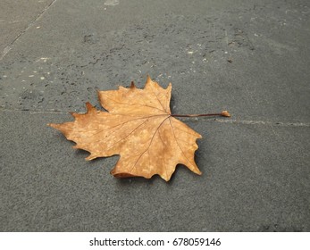 Maple Leaf Falling On Floor Stock Photo 678059146 | Shutterstock