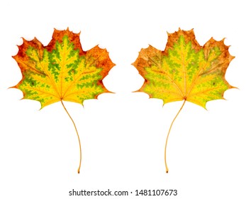 Maple Leaf Front Back Front White Stock Photo 1481107673 | Shutterstock