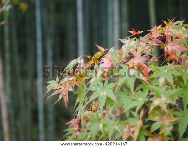 Maple Leaf Front Bamboo Stock Photo (Edit Now) 420914167