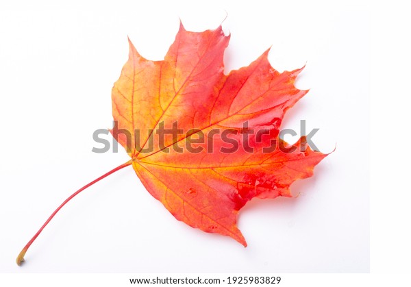 Maple Leaf Isolated On White Red Stock Photo (Edit Now) 1925983829
