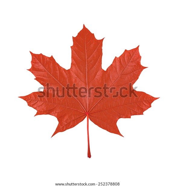 Maple Leaf On White Background Macro Stock Photo 252378808 | Shutterstock