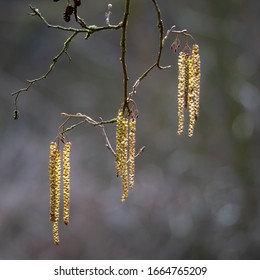 252 Maple Tree Catkins Images, Stock Photos & Vectors | Shutterstock