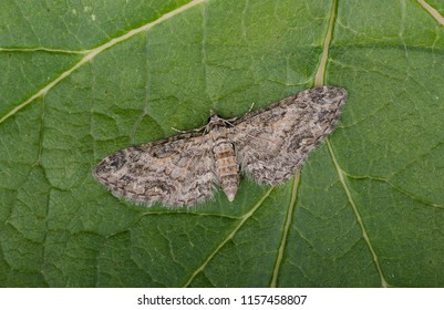 Cabbage Moth Moth Mamestra Brassicae British Stock Photo 419987842 ...