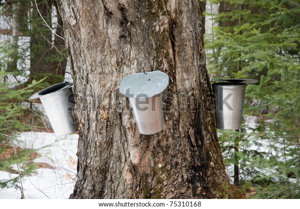 Maple Syrup Collection Stock Photo 75310168 | Shutterstock