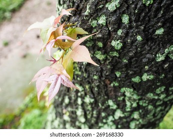 Maple Tree Stock Photo 269168330 | Shutterstock