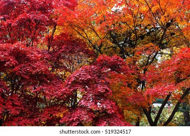 Maple Tree Stock Photo 519324517 | Shutterstock