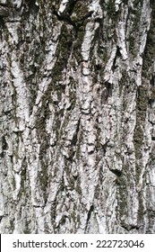 9,535 Maple tree bark texture Images, Stock Photos & Vectors | Shutterstock