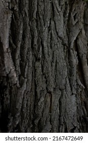 9,535 Maple tree bark texture Images, Stock Photos & Vectors | Shutterstock