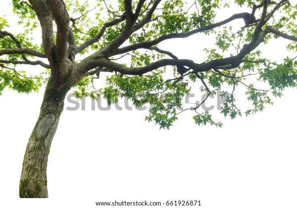 Maple Tree On White Background Copy Stock Photo (Edit Now) 661926871