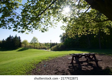 Maple Tree Park Park Bench Stock Photo 2177922871 | Shutterstock