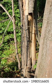 834 Maple tree disease Images, Stock Photos & Vectors | Shutterstock