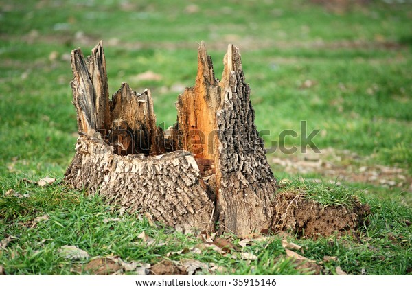 Maple Tree Stump On Grass Stock Photo (Edit Now) 35915146
