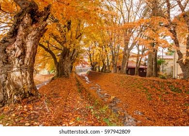 Maple Tree Tokyo Stock Photo 597942809 | Shutterstock