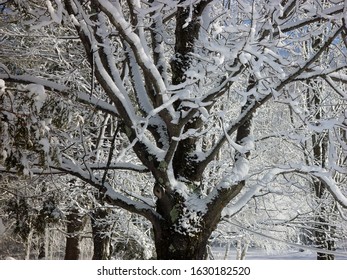 Maple Tree Winter Stock Photo 1630182520 | Shutterstock