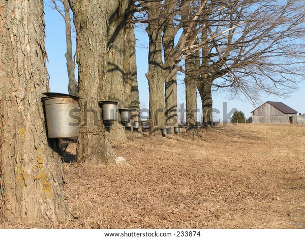 Maple Trees Tapped Maple Syrup Stock Photo (Edit Now) 233874