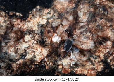 Fungal Mycelium Mycorrhizae That Provide Symbiotic Stock Photo (Edit ...