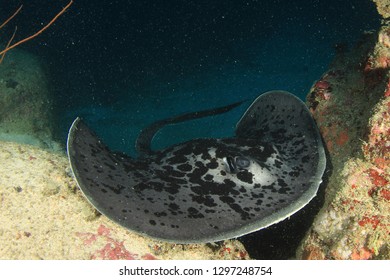 232 Marble Stingray Images, Stock Photos & Vectors | Shutterstock