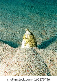 27 Marbled snake eel Images, Stock Photos & Vectors | Shutterstock