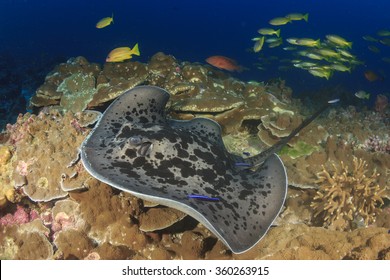 232 Marble Stingray Images, Stock Photos & Vectors | Shutterstock