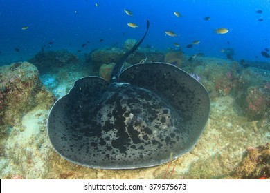 232 Marble Stingray Images, Stock Photos & Vectors | Shutterstock