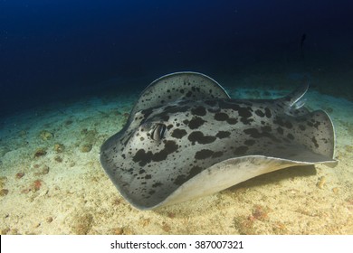 232 Marble Stingray Images, Stock Photos & Vectors | Shutterstock