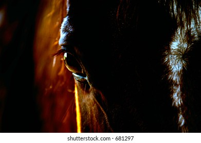 Mare Stare Stock Photo 681297 | Shutterstock