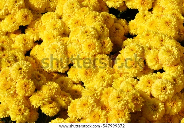 Marigold Background Pattern Stock Photo (Edit Now) 547999372