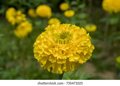Marigold Background Texture Stock Photo 735471025 | Shutterstock