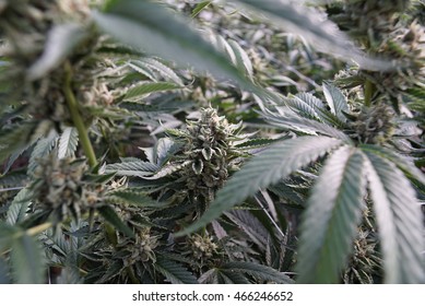 1,523件の「Og kush」の画像、写真素材、ベクター画像 | Shutterstock
