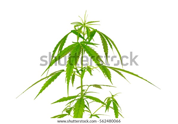 Marijuana White Background Isolate Stock Photo 562480066 | Shutterstock