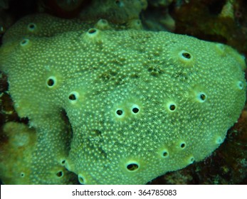 13 Esponge Images, Stock Photos & Vectors | Shutterstock