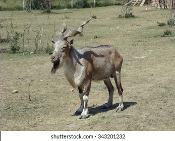 148 Markhor markhoor Images, Stock Photos & Vectors | Shutterstock