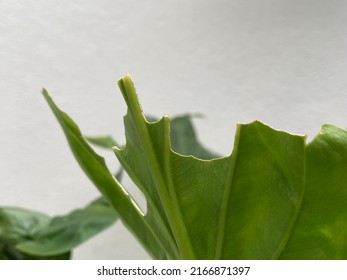 37,890 Leaf bite Images, Stock Photos & Vectors | Shutterstock