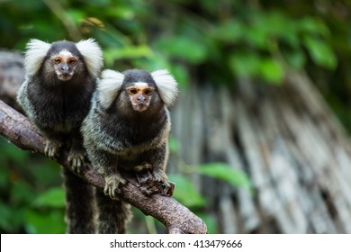 4,017 Paraguay wildlife Images, Stock Photos & Vectors | Shutterstock