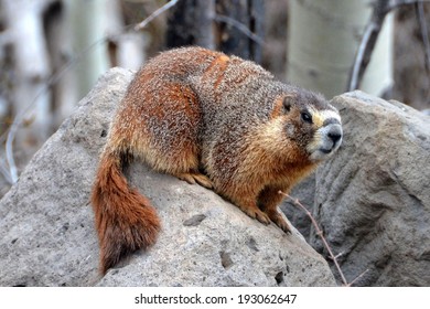152 Vancouver island marmots Images, Stock Photos & Vectors | Shutterstock