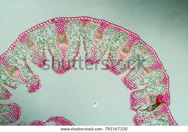 Marram Grass Leaf Cross Section Stock Photo 781567330 | Shutterstock