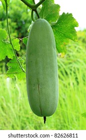 36,743 Vegetable marrow zucchini Images, Stock Photos & Vectors ...